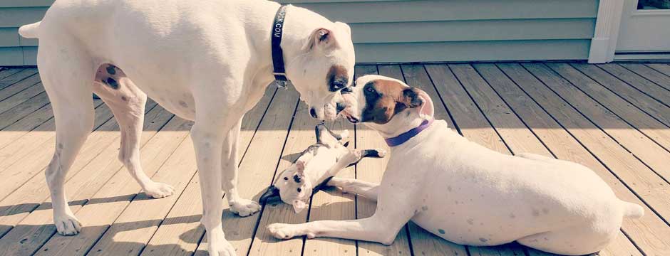 rotator-bud-nitro-bowie – Deaf Dogs Rock