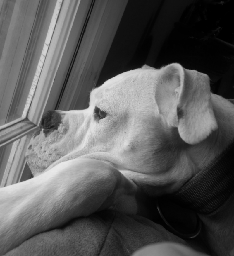 Thank you for rescuing me! Now what? – Deaf Dogs Rock