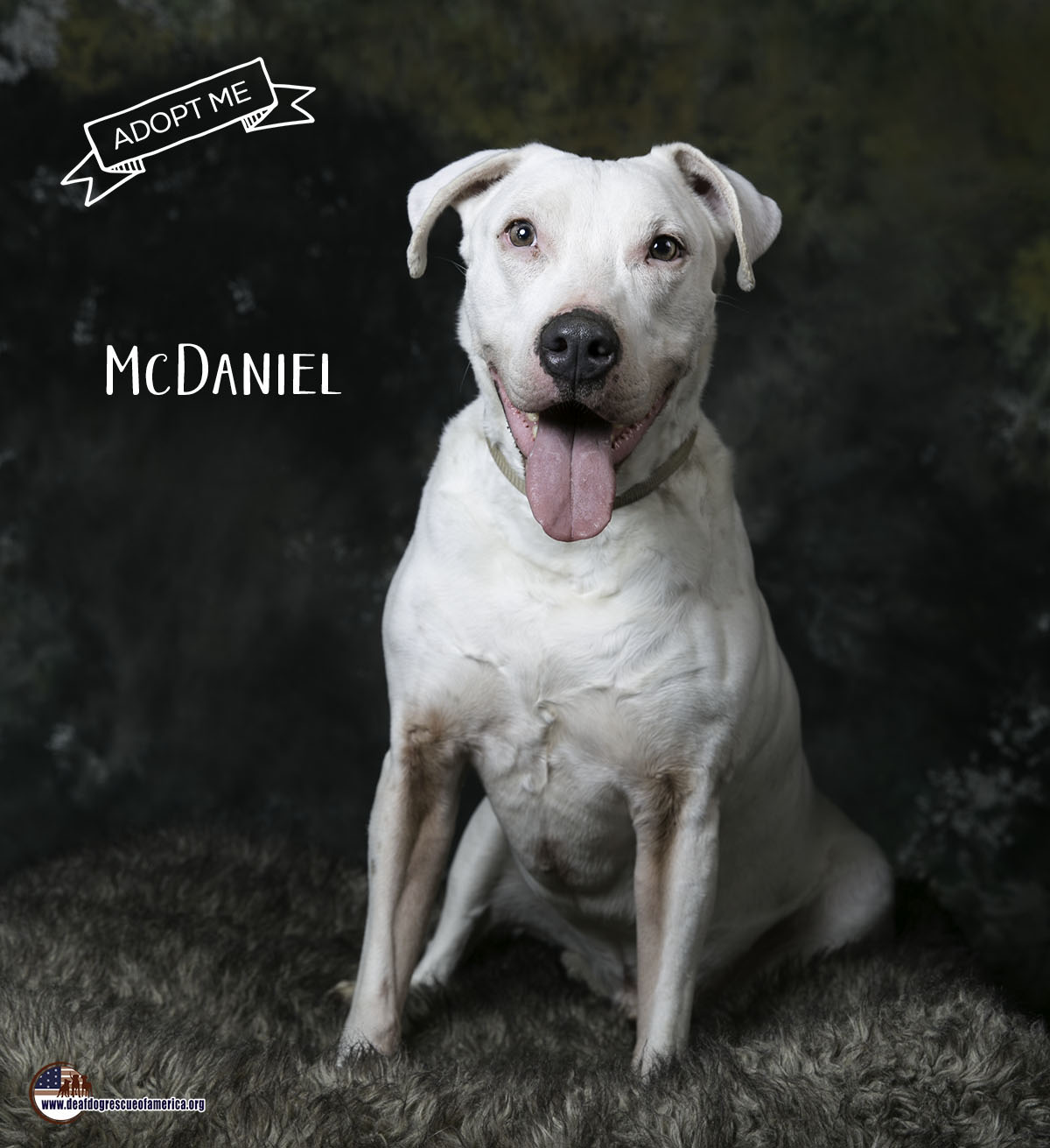 McDaniel – CA – Adopted – Deaf Dogs Rock