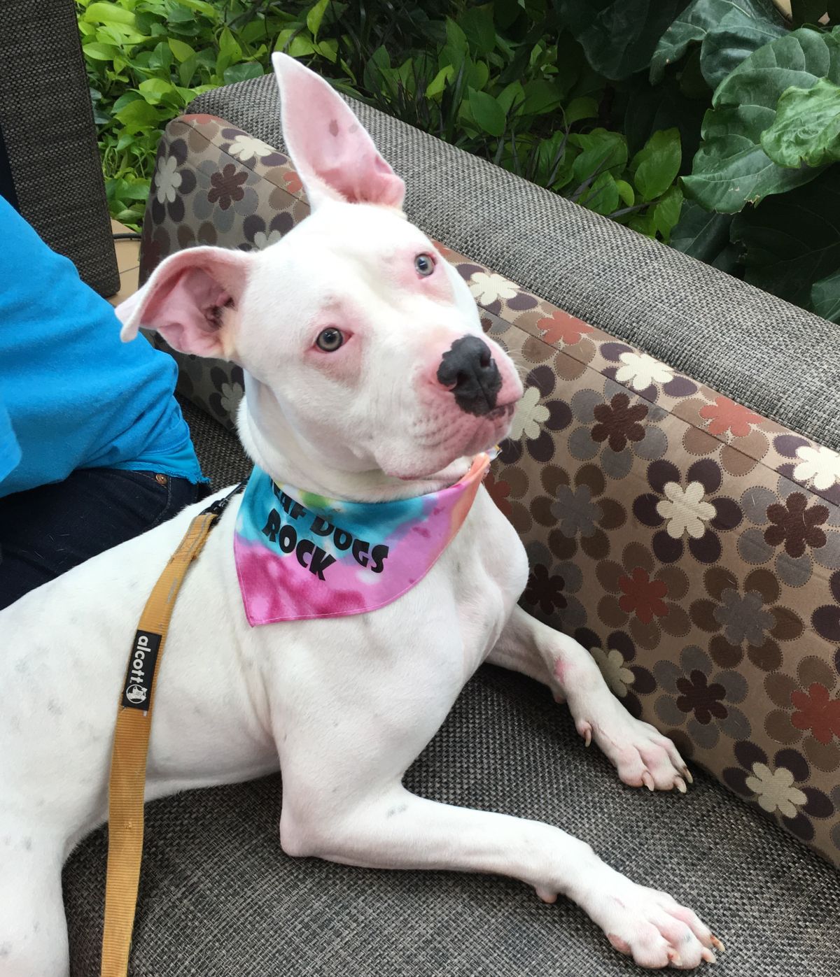 Sammy – Adopted – Deaf Dogs Rock