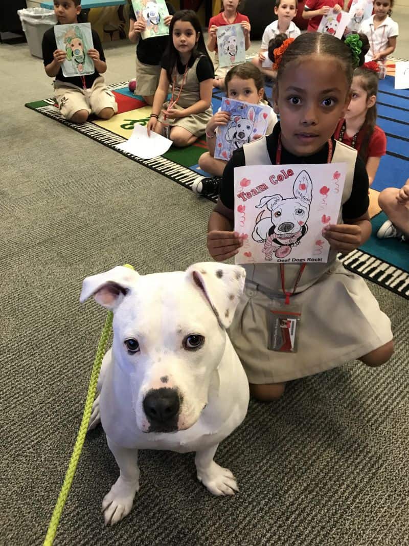 Deaf Dog Cole Promotes Acceptance and Awareness – Deaf Dogs Rock