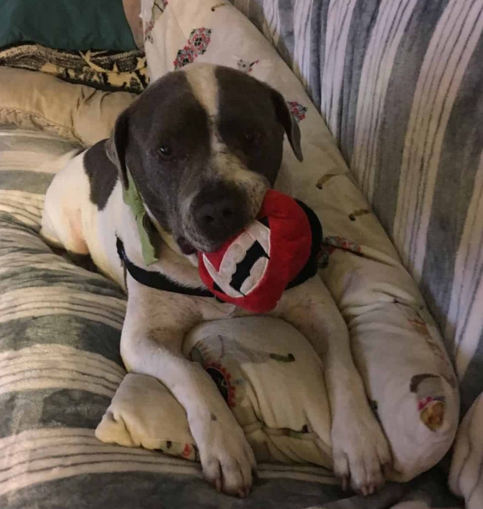 Nelson – Adopted – Deaf Dogs Rock