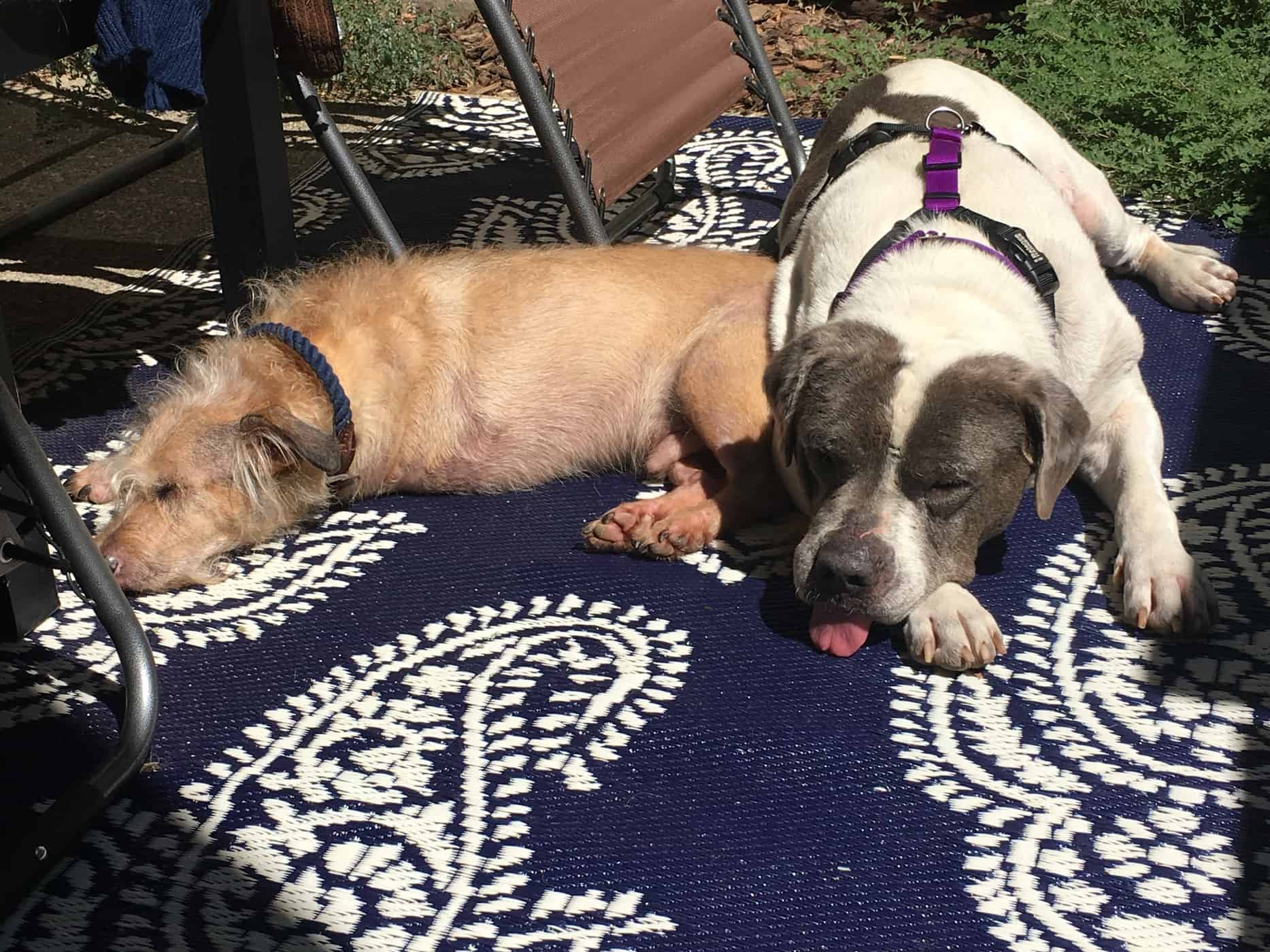 Nelson – Adopted – Deaf Dogs Rock