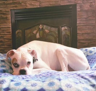 Nitro Leaves Behind A Legacy of Love – Deaf Dogs Rock