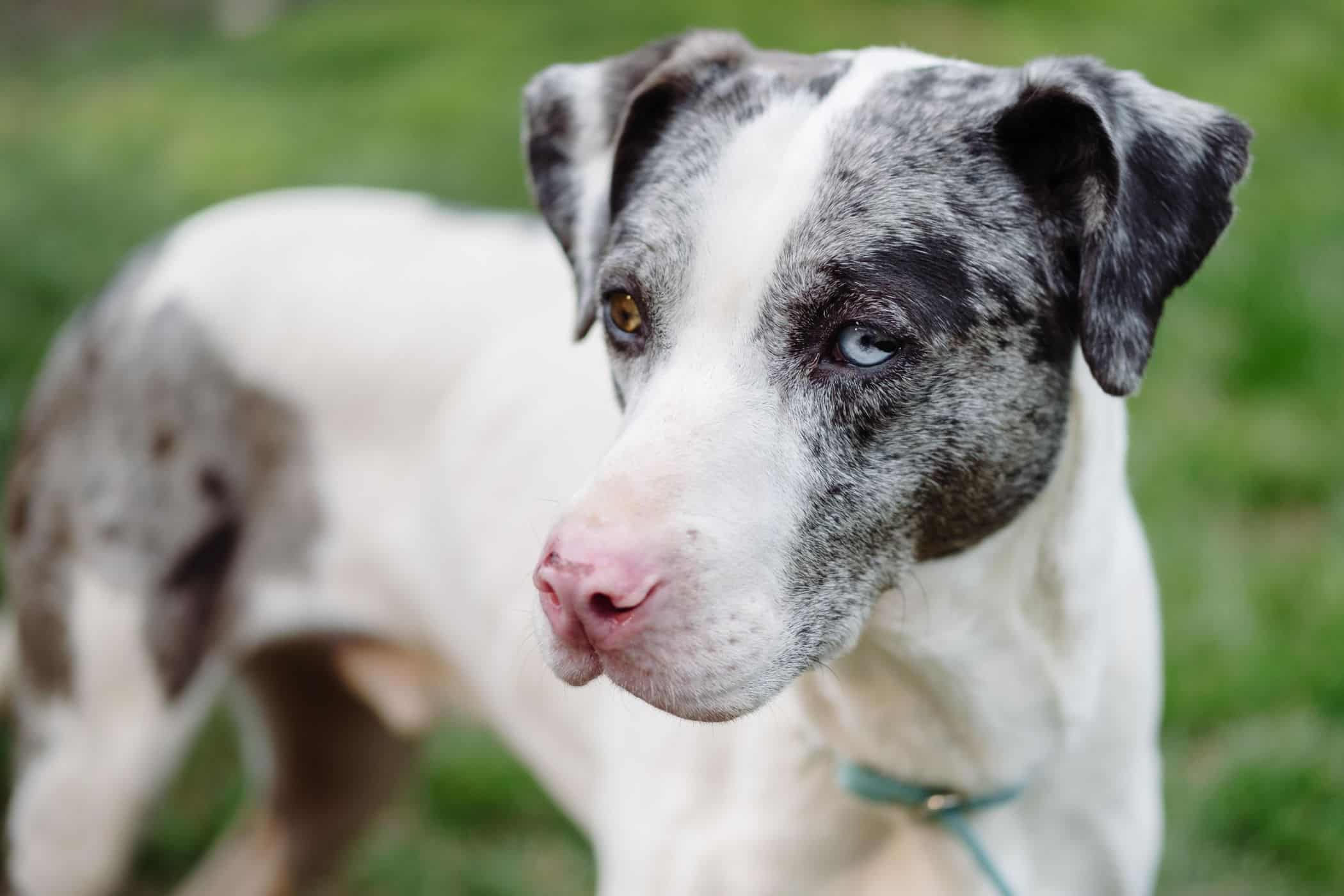 Ocean – Adopted – Deaf Dogs Rock