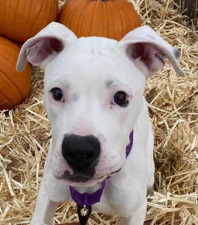 Hamilton – Adopted – Deaf Dogs Rock