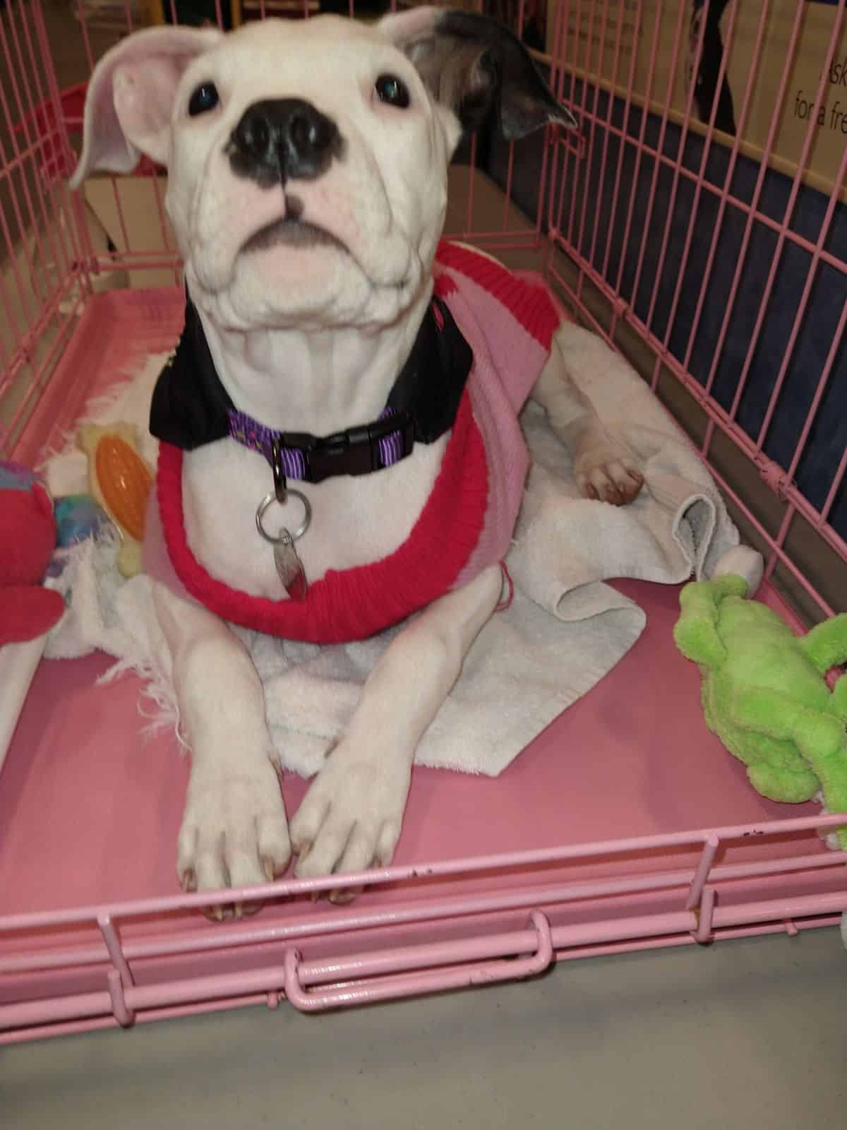 Emery – Adopted – Deaf Dogs Rock