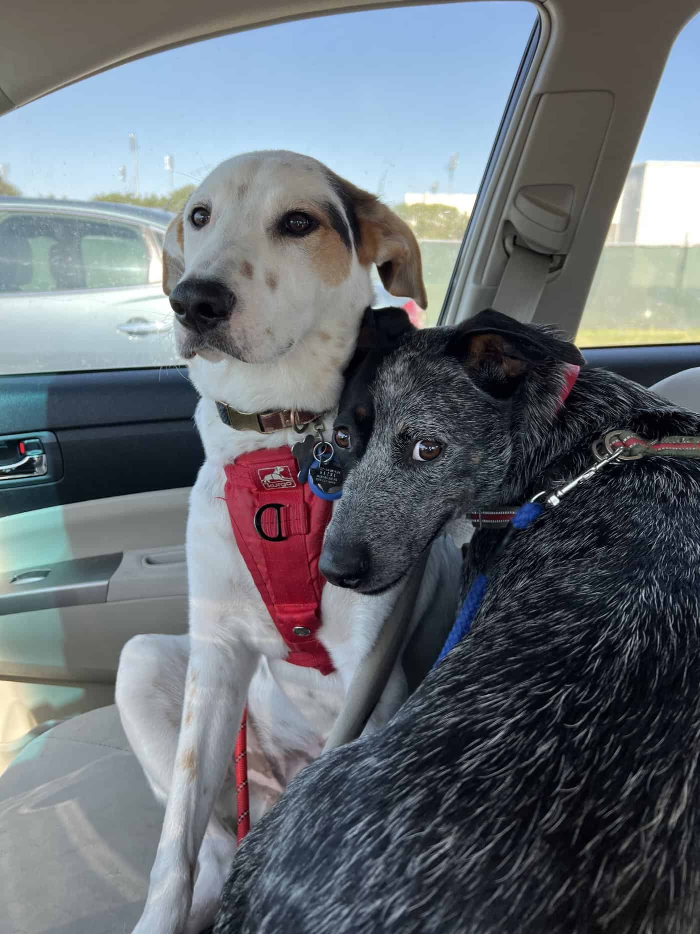 Benjamin – Adopted – Deaf Dogs Rock
