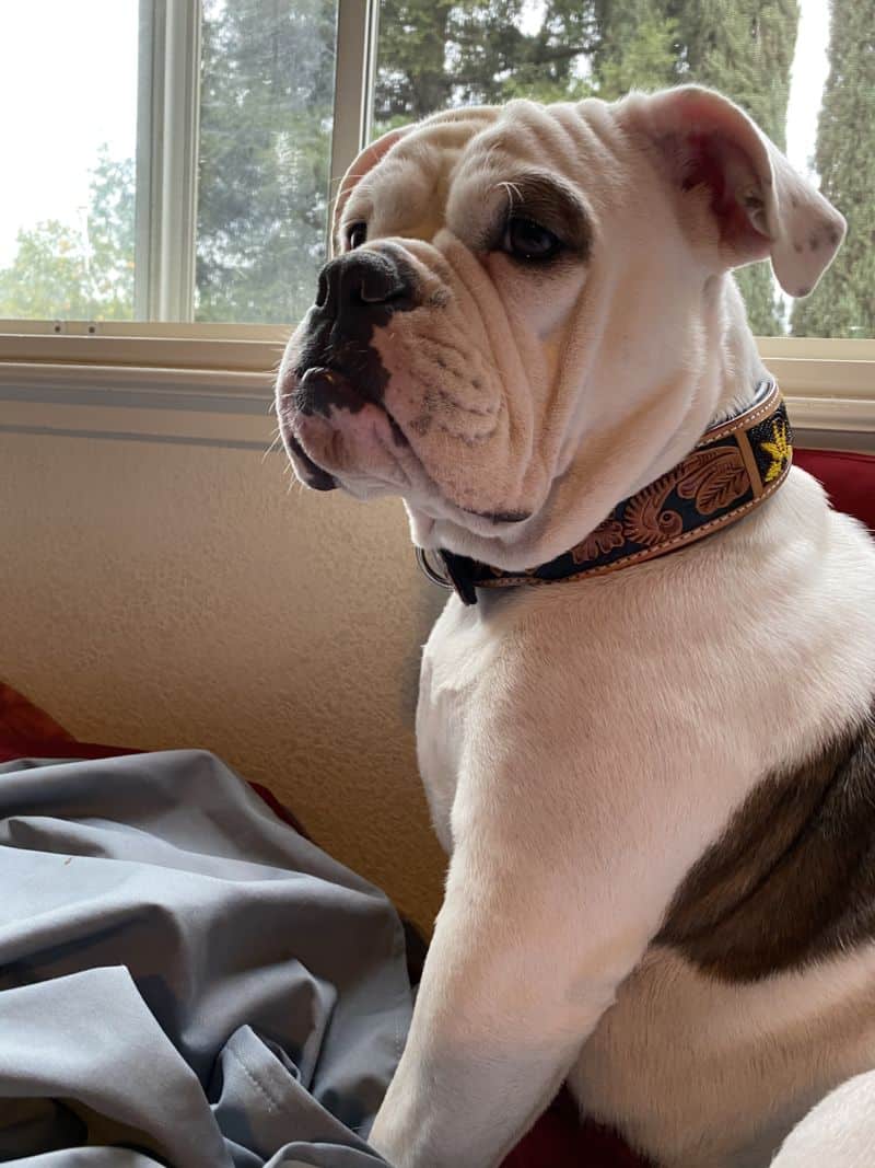 Annie – Adopted – Deaf Dogs Rock