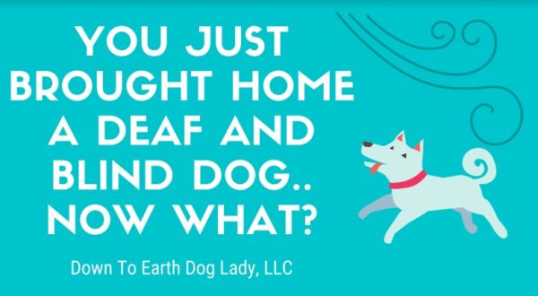 Deaf – Blind Dog Training – Time To Create Your Own Morse Code – Deaf ...