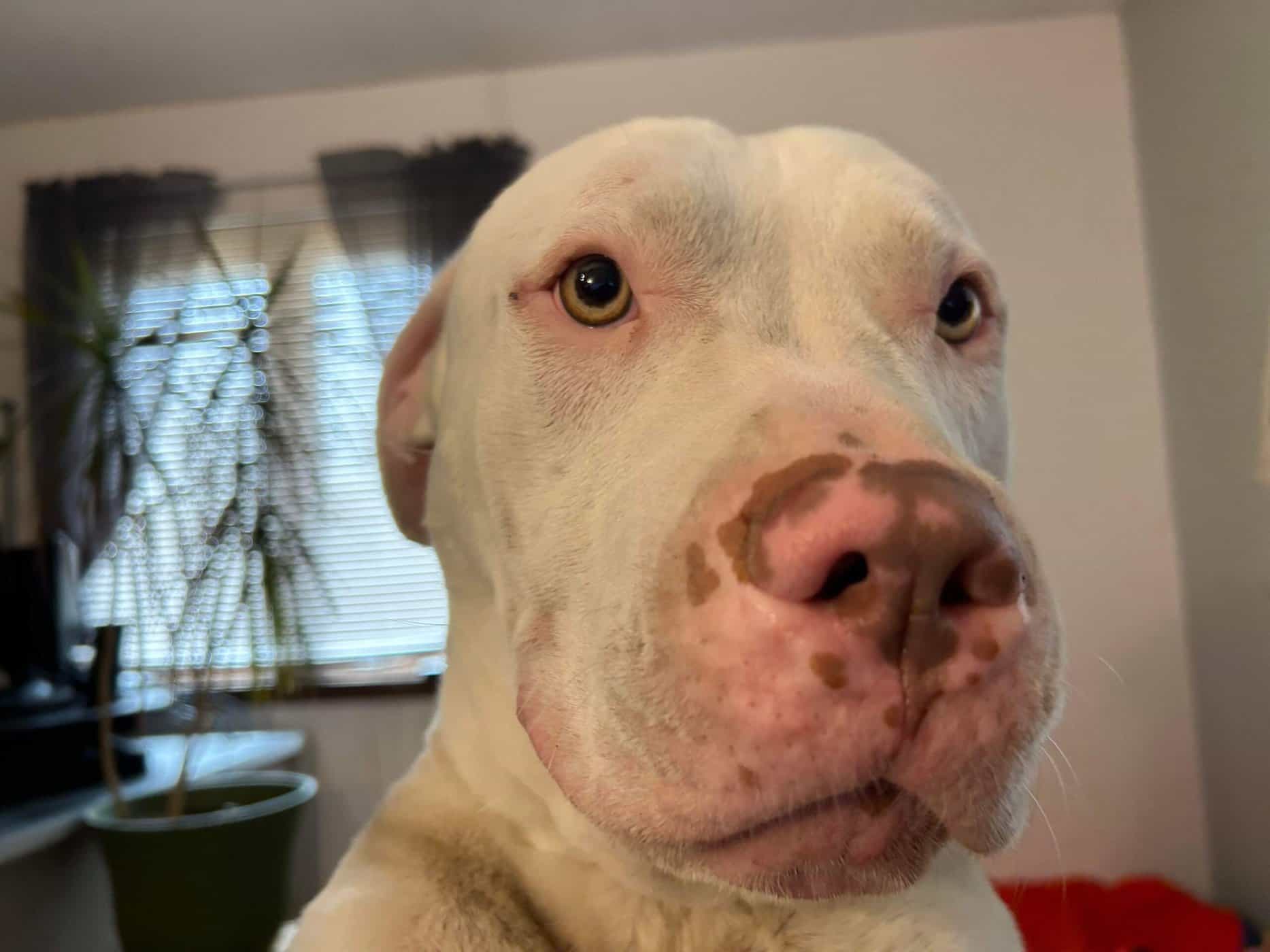 Remy- Adopted – Deaf Dogs Rock