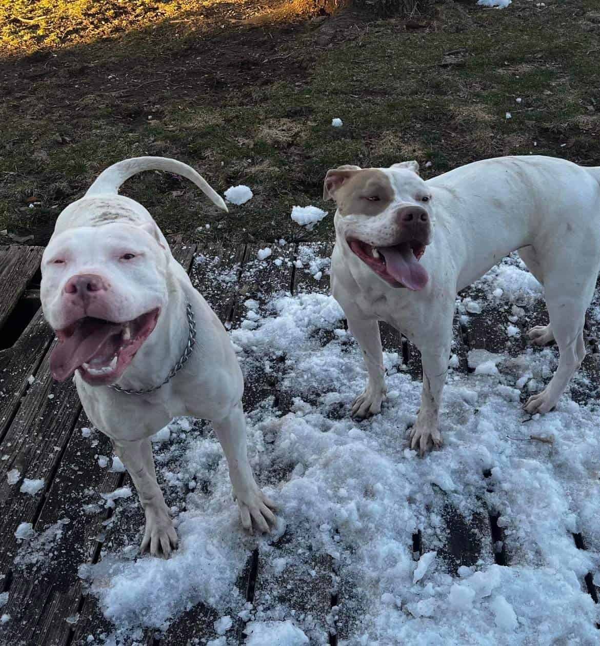 Remy- Adopted – Deaf Dogs Rock