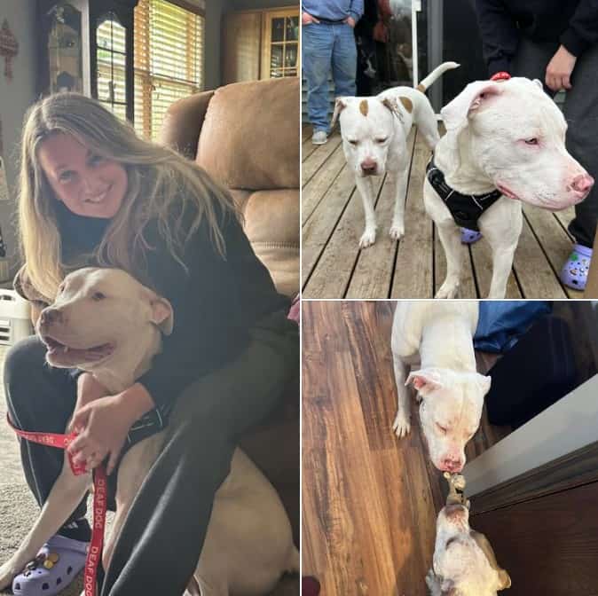 Remy- Adopted – Deaf Dogs Rock