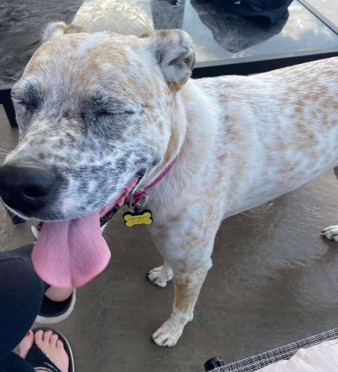 Freckles – Adopted – Deaf Dogs Rock