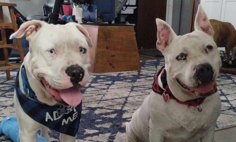 Deaf Dogs Rock – Sharing our passion for the love and care of deaf dogs.