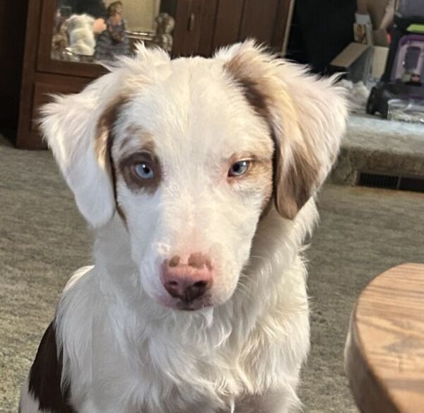 Deaf Dogs Rock – Sharing our passion for the love and care of deaf dogs.