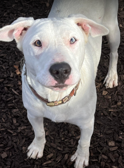 Deaf Dogs Rock – Sharing our passion for the love and care of deaf dogs.