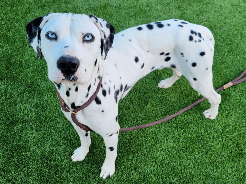 Pongo-Adopted – Deaf Dogs Rock