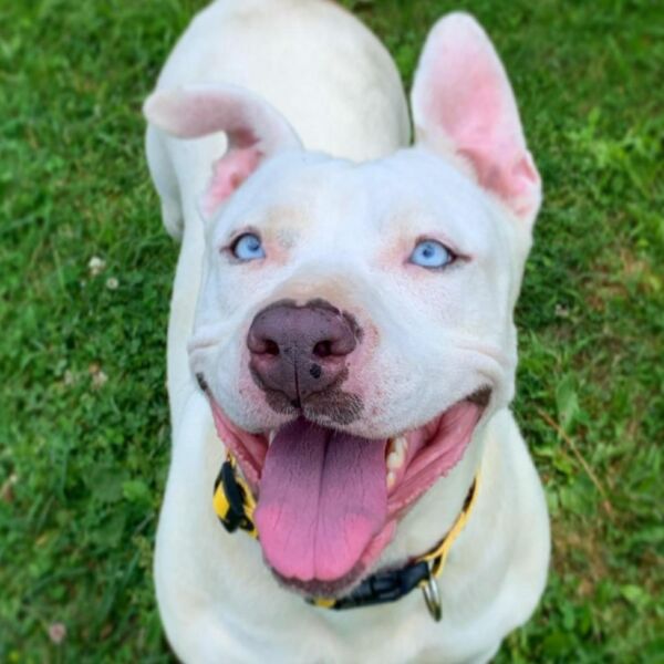 Available Dogs – Deaf Dogs Rock