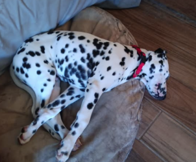 Diego – CA – Deaf Dogs Rock