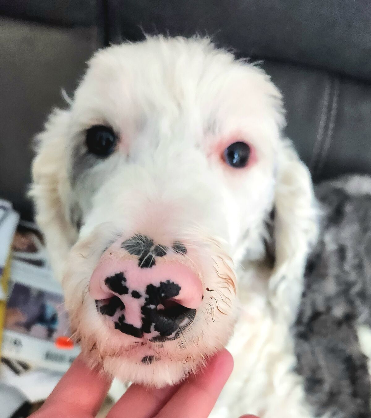 Deaf Dogs Rock – Sharing our passion for the love and care of deaf dogs.