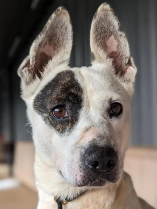 Mimi-SC – Deaf Dogs Rock