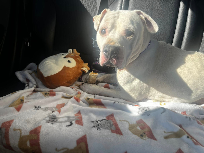 Caleb-AL – Deaf Dogs Rock