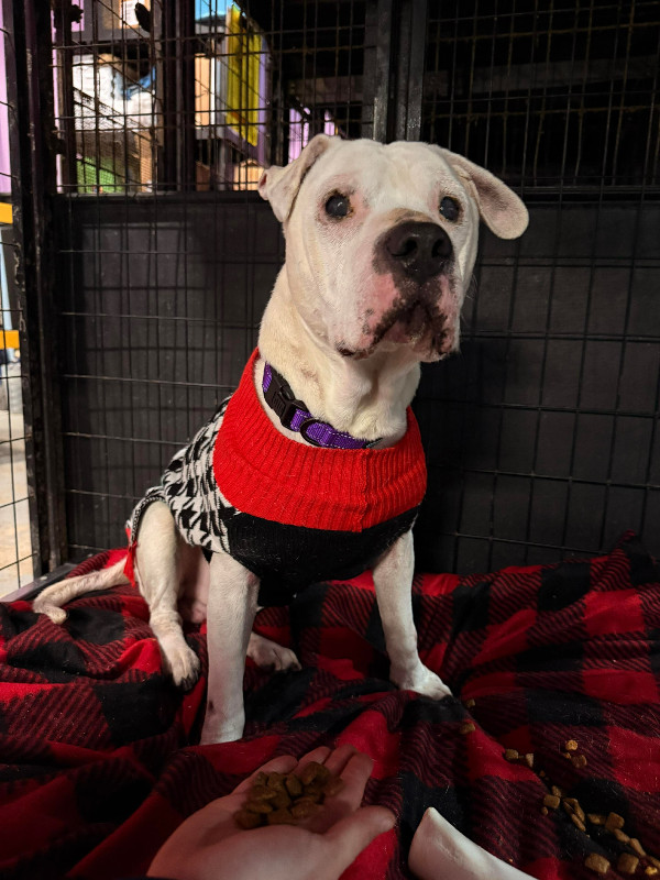 Caleb-AL – Deaf Dogs Rock