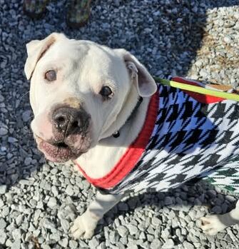 Caleb-AL – Deaf Dogs Rock