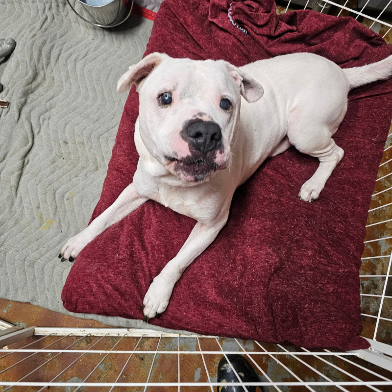 Caleb-AL – Deaf Dogs Rock